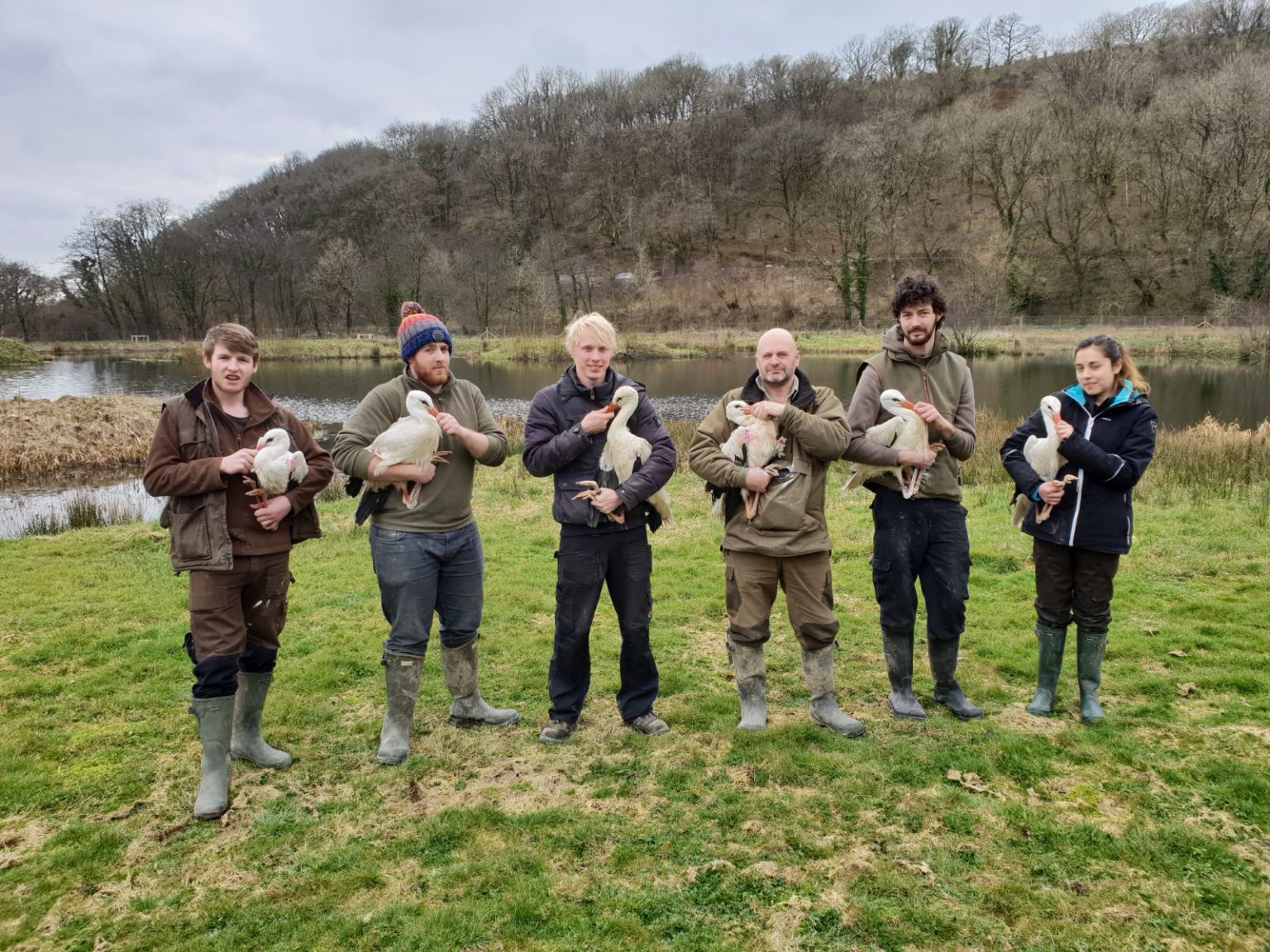 White Storks - The Bevis Trust